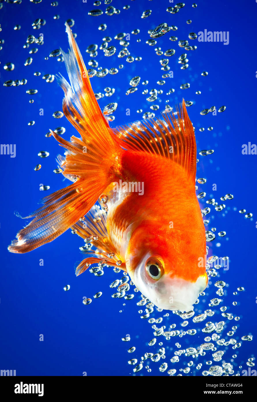goldfish in dark blue water Stock Photo - Alamy