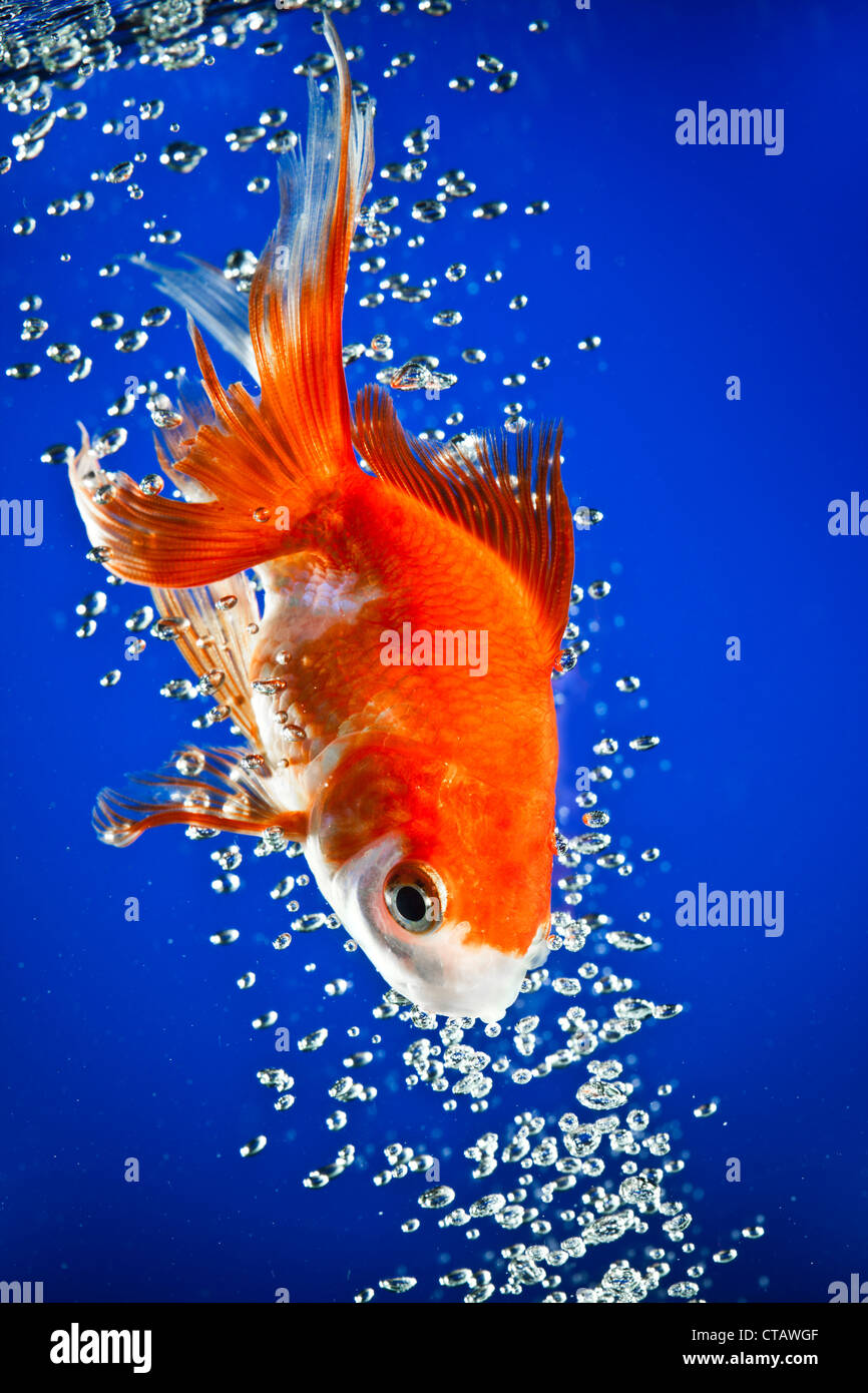 goldfish in dark blue water Stock Photo - Alamy