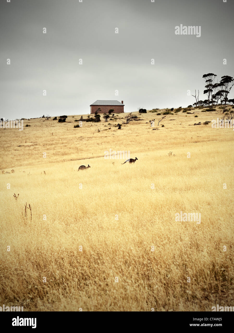 Two kangaroos in front of convict house, Maria Island National Park ...