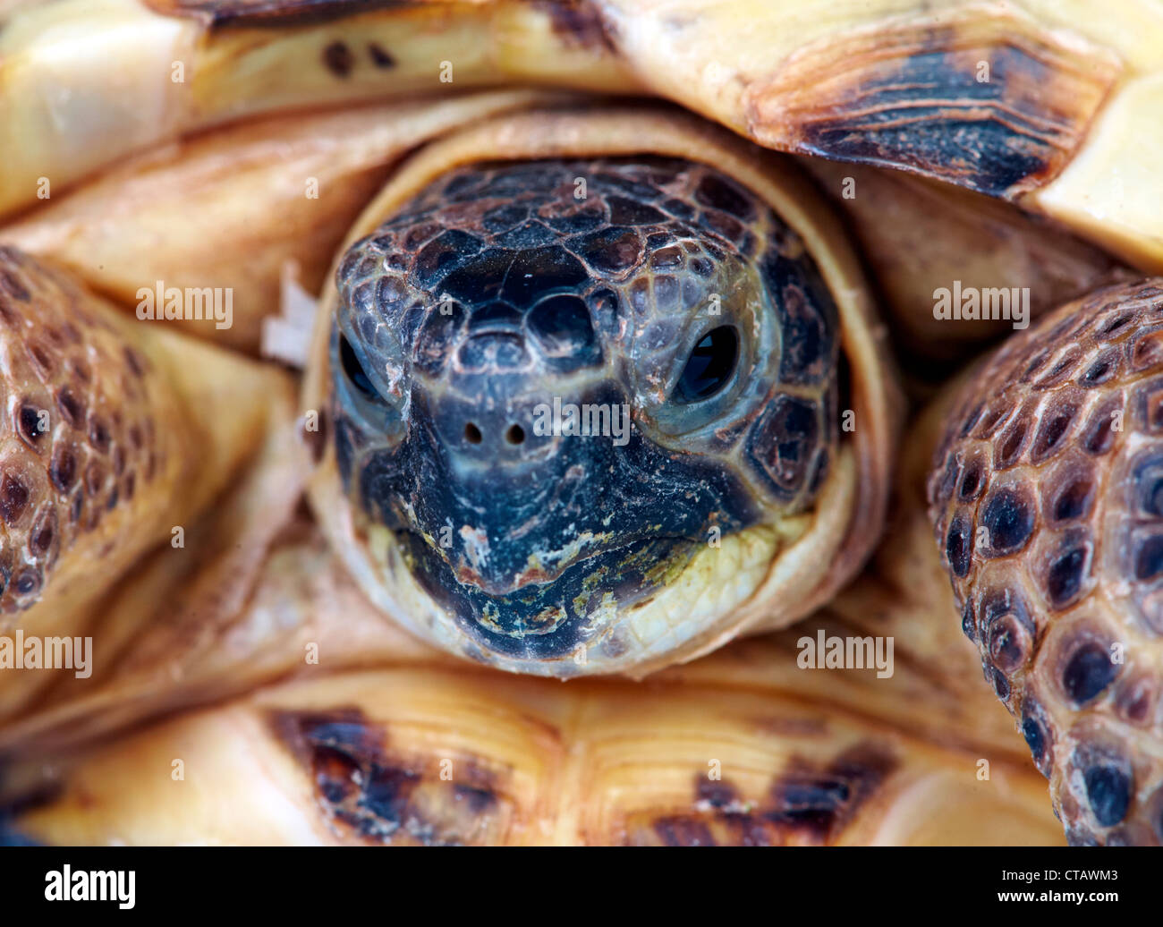 Photo of a turtle close up Stock Photo - Alamy