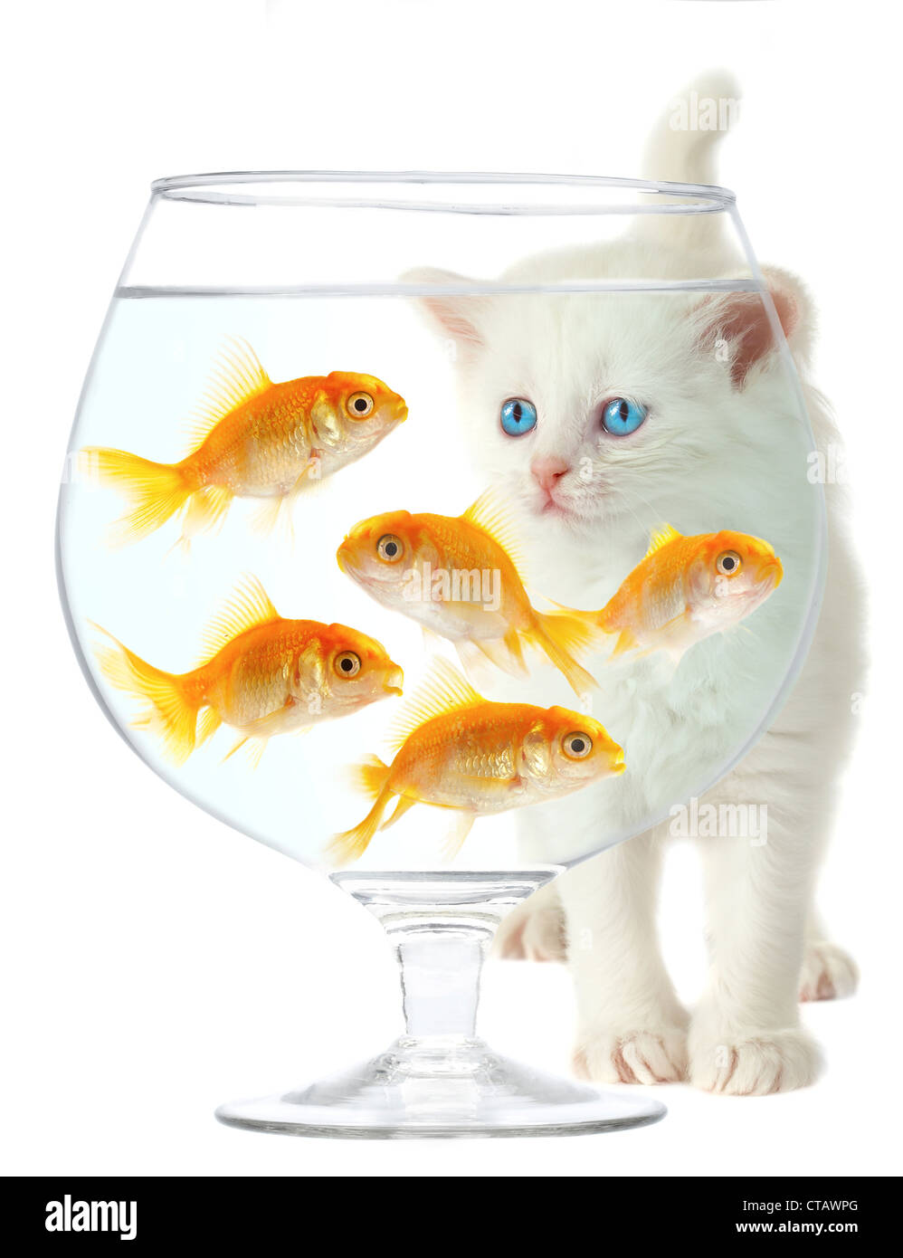 White a kitten and a gold small fish Stock Photo - Alamy