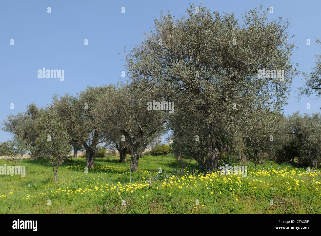 field of olive trees, Cuglieri, Italy Stock Photo - Alamy