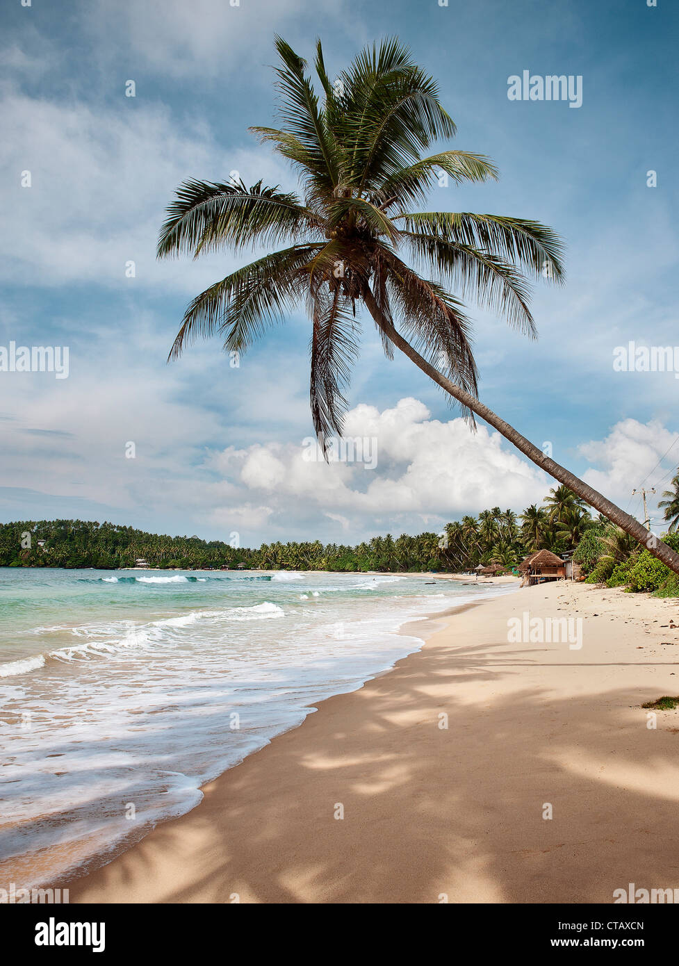 Crooked palm tree hi-res stock photography and images - Alamy