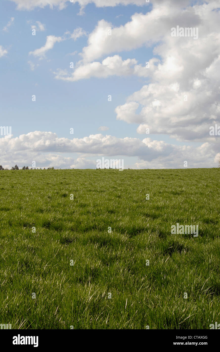 A field of grass with cloudy sky just outside of Portland, Oregon Stock ...