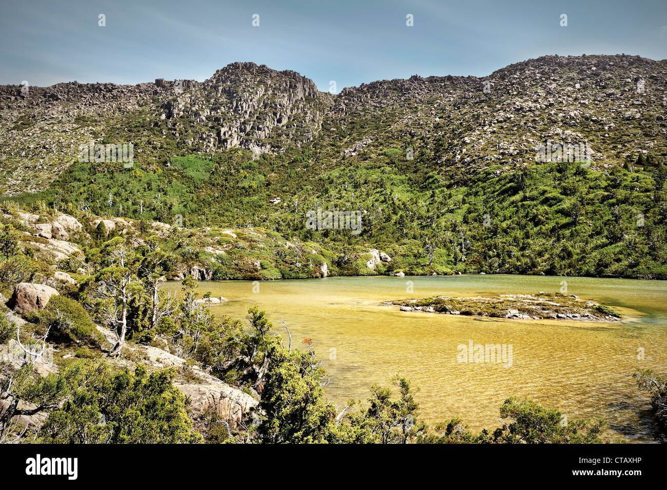 Conifers australia hi-res stock photography and images - Alamy