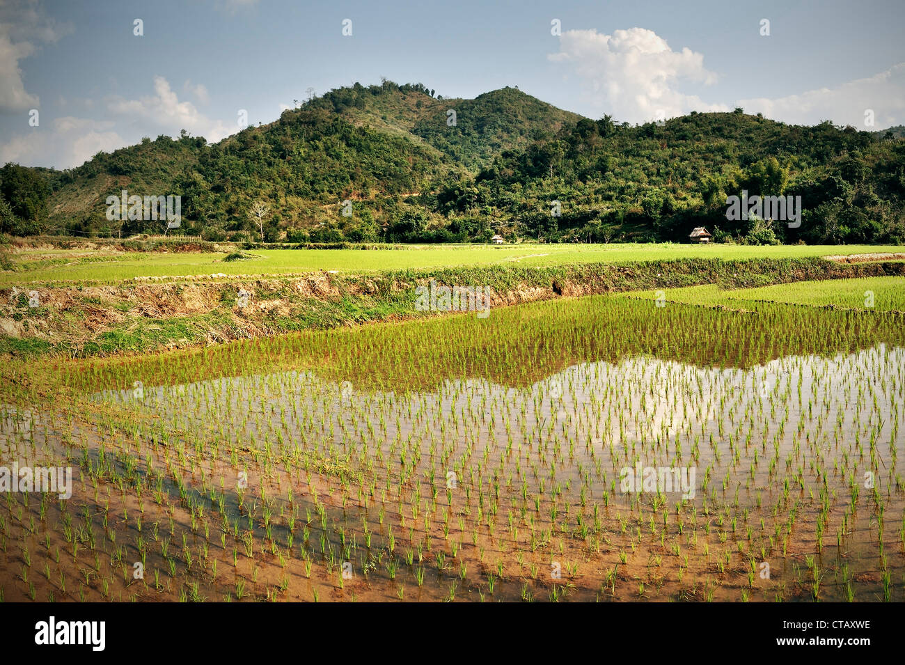 Rice paddies, rice growing, Pak Mong, Laos Stock Photo - Alamy