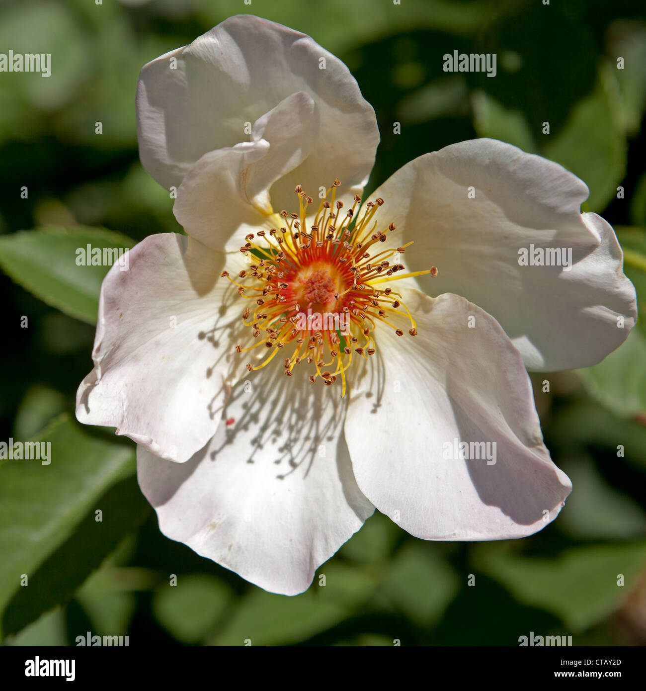 A white antique mermaid rose shows off its gorgeous center Stock Photo ...
