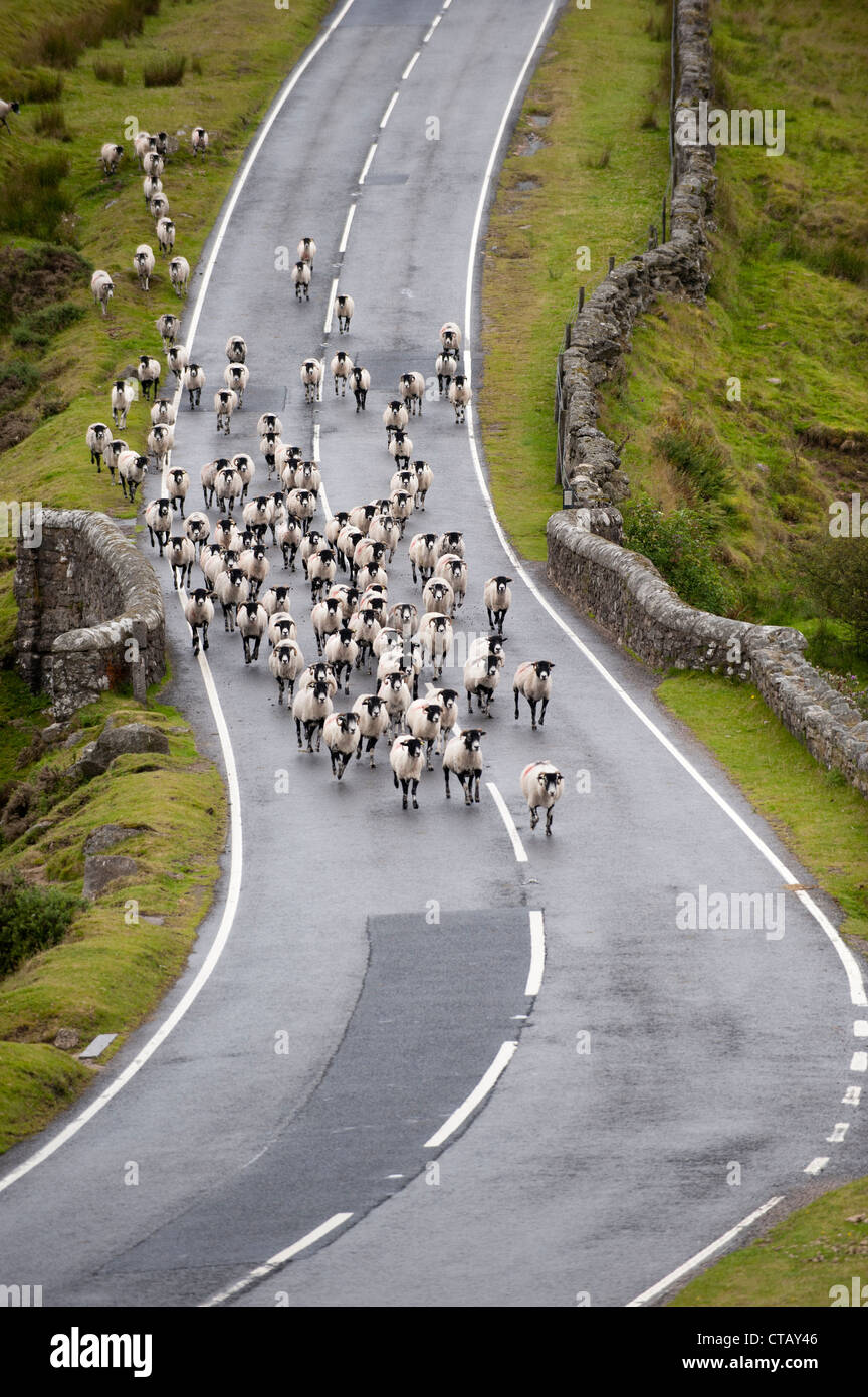 Flock of sheep running down a road on Dartmoor, Devon Stock Photo - Alamy