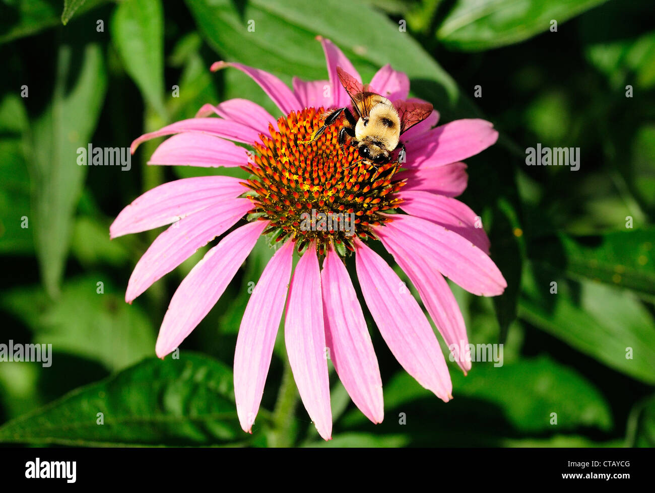 Bumble bee pollinating a purple cone flower Stock Photo - Alamy