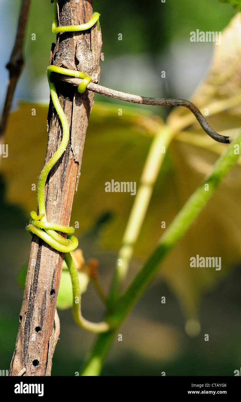 Grapevine sprout wrapping itself around another stem Stock Photo - Alamy