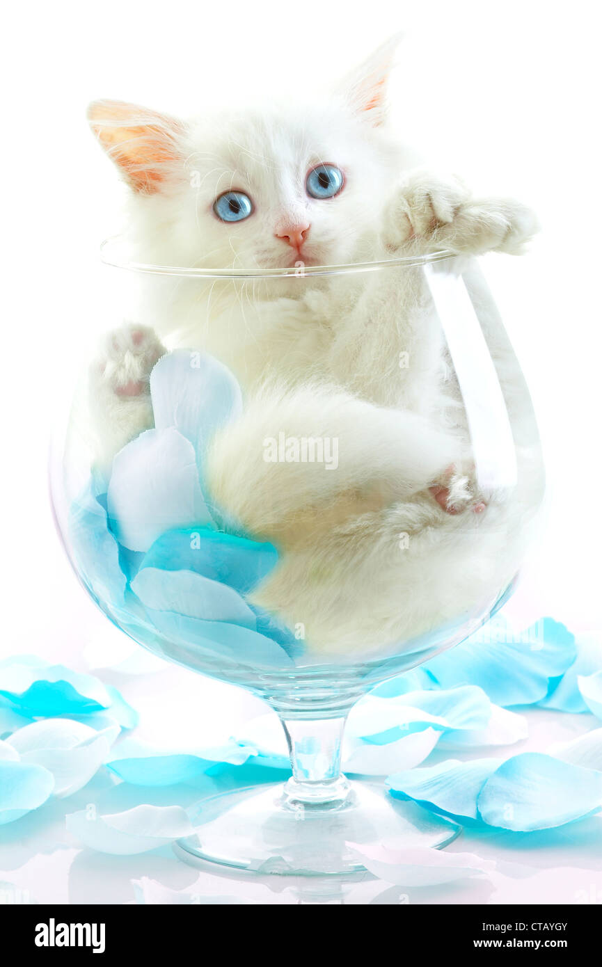 White kitten in a glass wine glass Stock Photo - Alamy