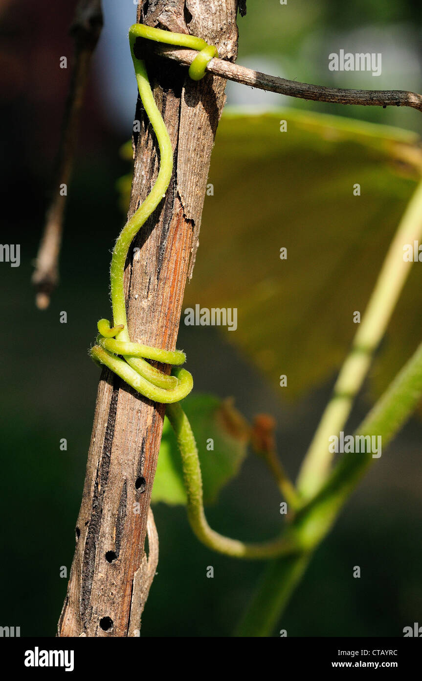Grapevine sprout wrapping itself around another stem Stock Photo - Alamy