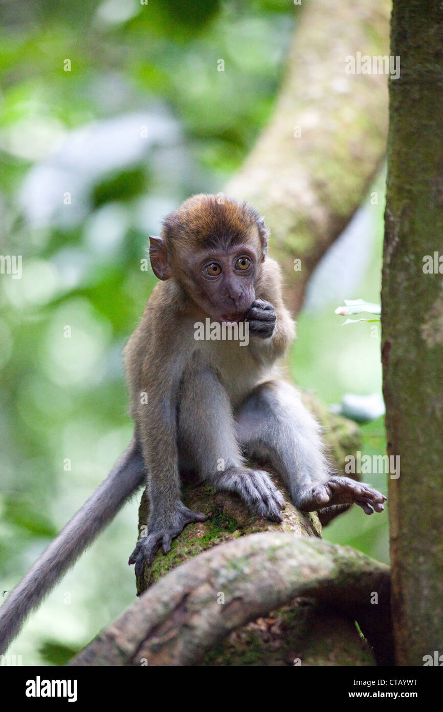 Young monkey at the Gunung Leuser National Park near Bukit Lawan ...