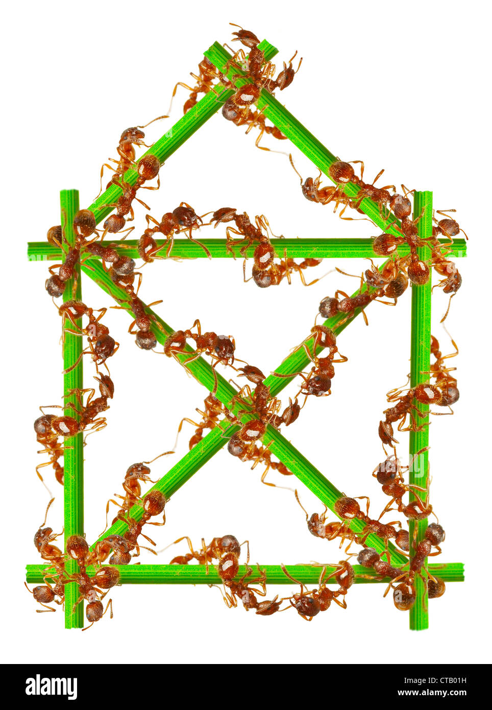 Ants build the house on a white background Stock Photo - Alamy