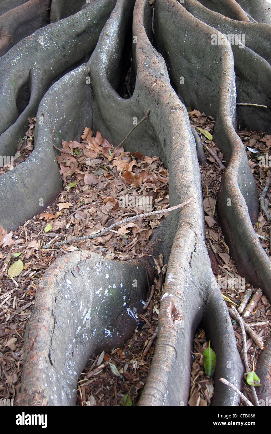 Fig tree roots, Devenport, Auckland, New Zealand Stock Photo - Alamy
