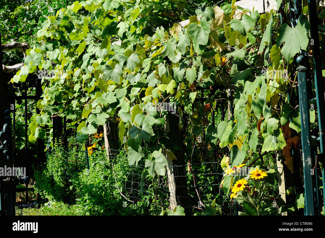 Home grown grape vines and trellis in hillside backyard Stock Photo - Alamy