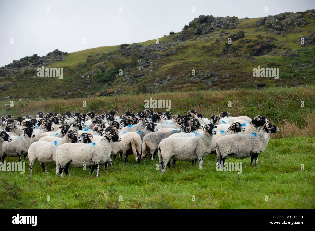 Flock of Swaledale ewes on the edge of Dartmoor Common, Devon Stock ...
