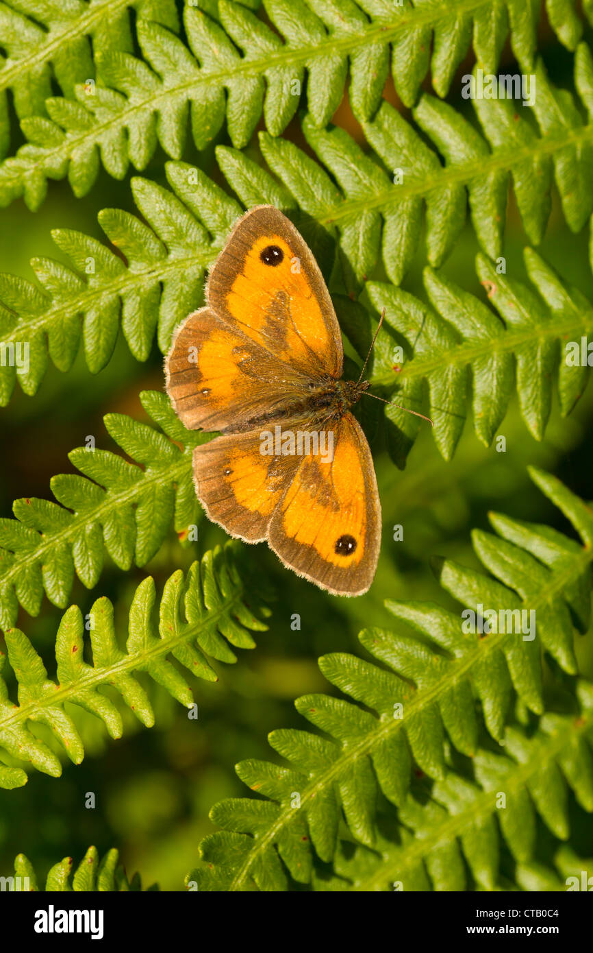 Male gatekeeper butterfly hi-res stock photography and images - Alamy