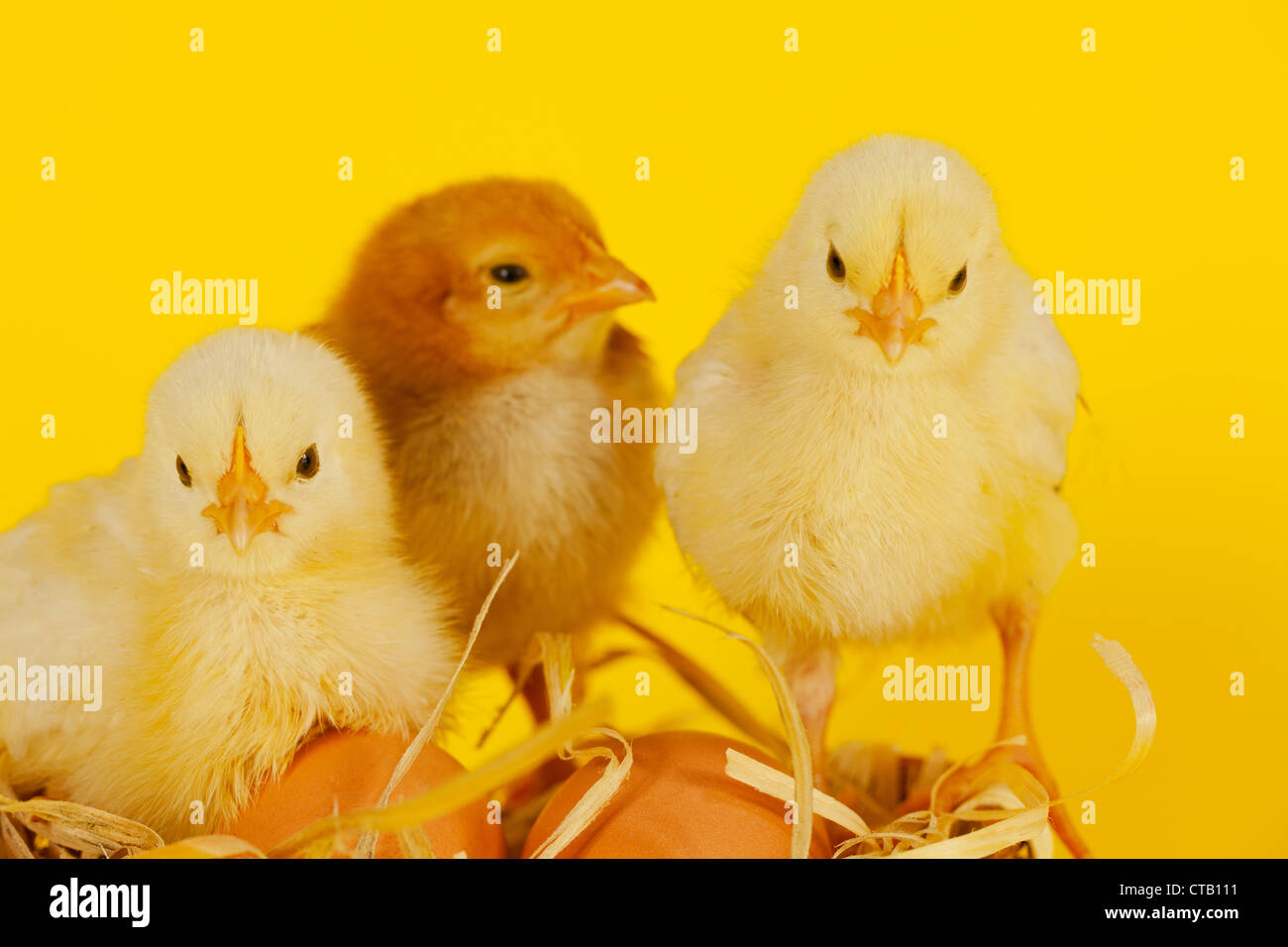 Three small baby chicken with eggs against yellow background Stock ...