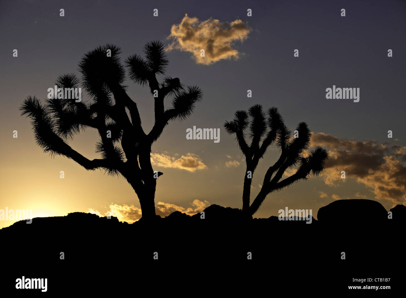 Joshua trees silhouette hi-res stock photography and images - Alamy