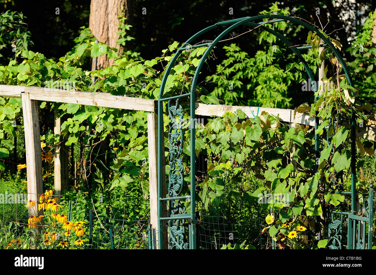 Home grown grape vines and trellis in hillside backyard Stock Photo - Alamy