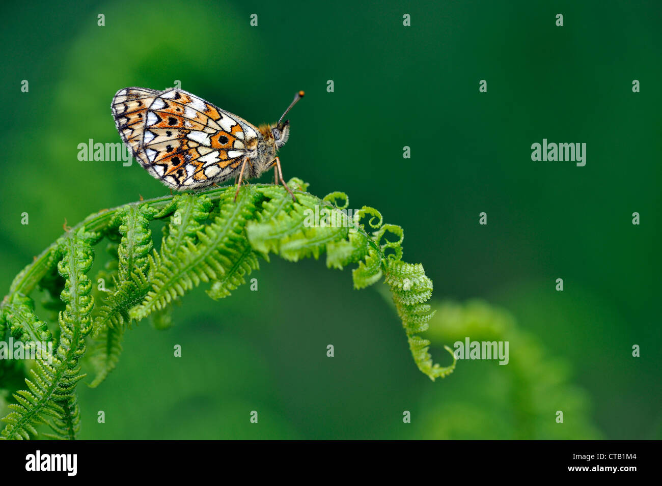 Small pearl bordered fritillary butterfly (Clossiana selene Stock Photo ...