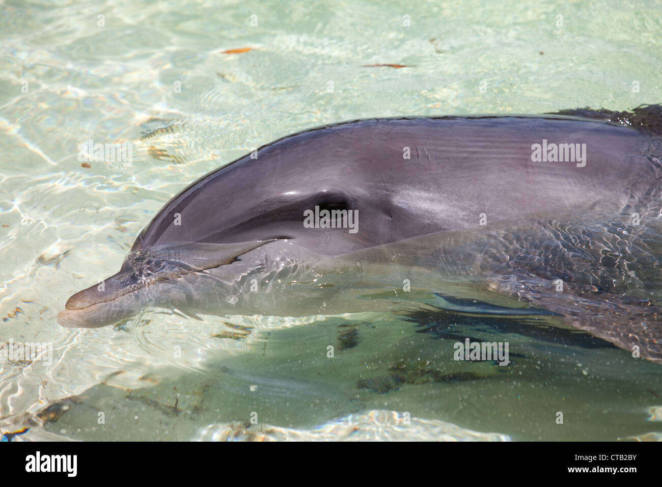 dolphins float in sea water Stock Photo - Alamy