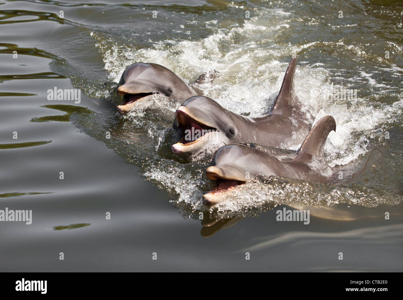 Three dolphins float in water Stock Photo - Alamy