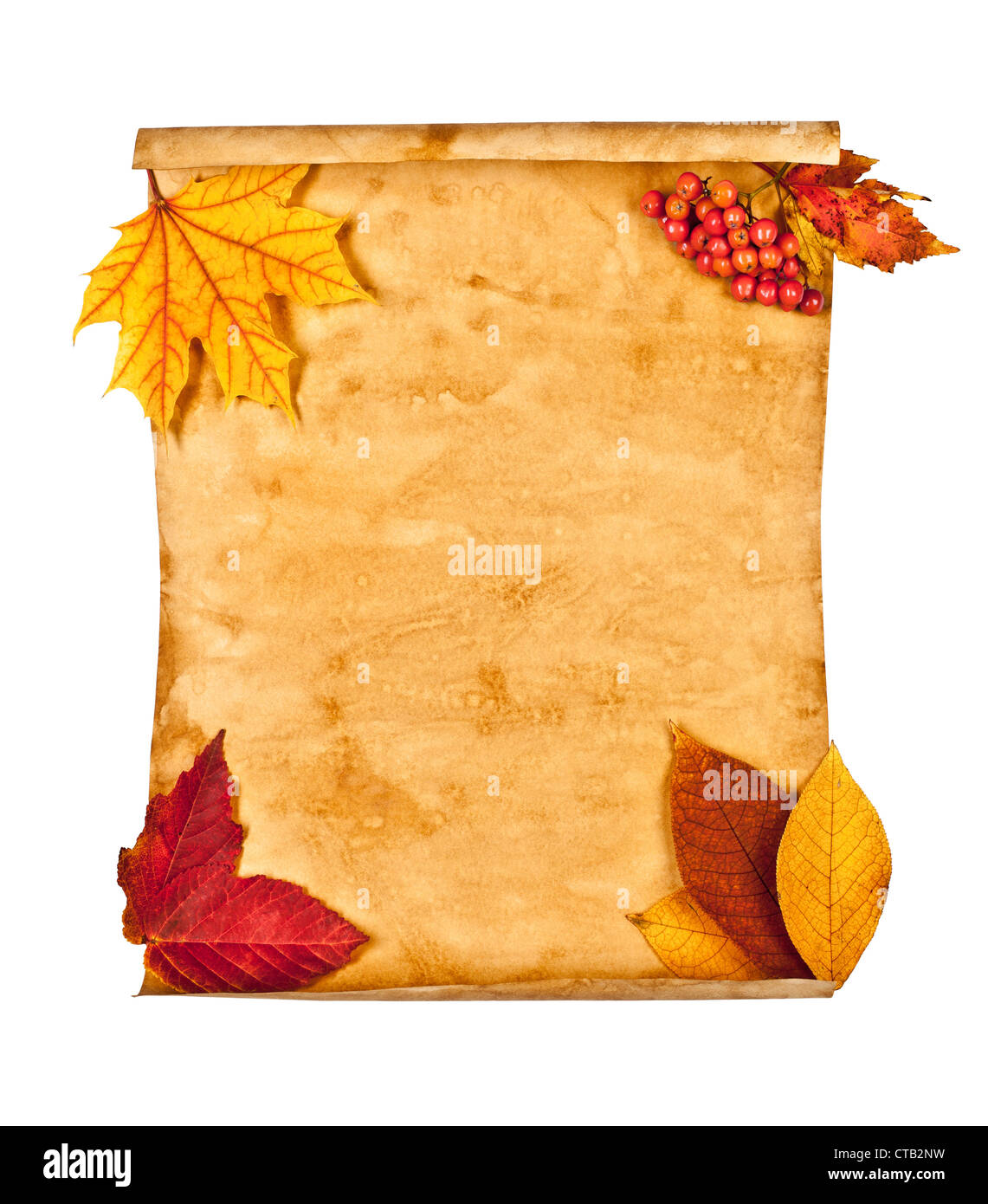 Old paper with autumn leaves on white background isolated Stock Photo ...