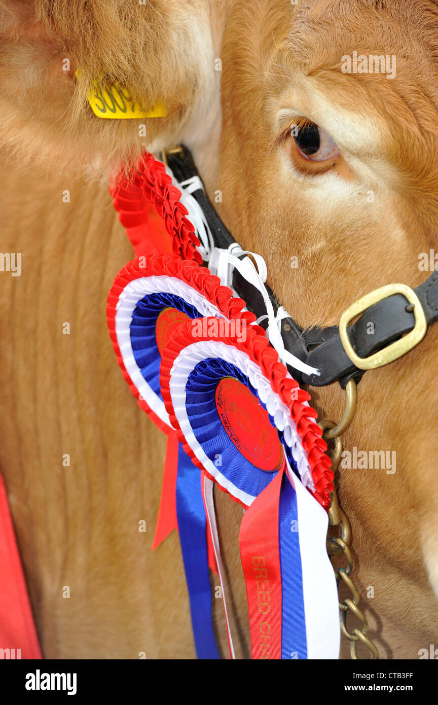 Prize cow hi-res stock photography and images - Alamy