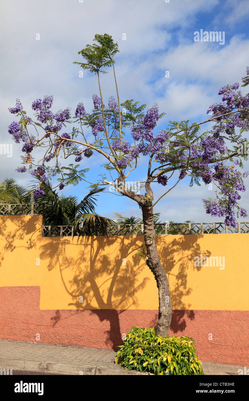 Spain, Canary Islands, Tenerife, jacaranda tree Stock Photo - Alamy