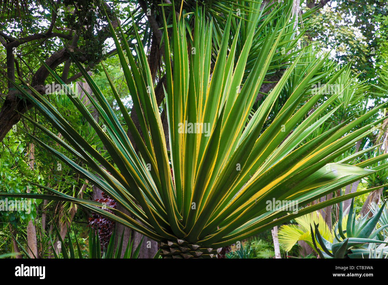 Spain, Canary Islands, Tenerife, wild sisal, furcraea selloa Stock ...