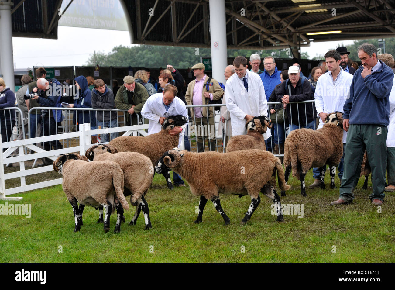 Judge inspecting Dalesbred rams at the Great Yorkshire Show Stock Photo ...