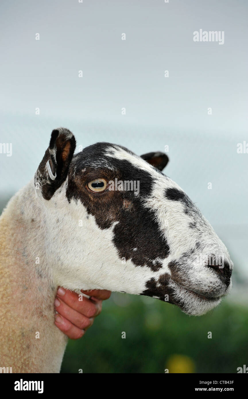 Head of mule ewe being held at an agricultural show in the UK Stock ...