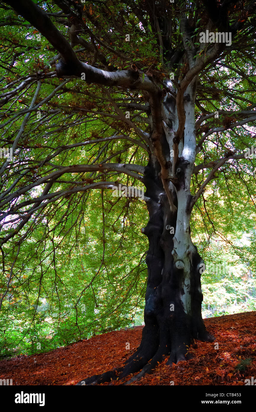 Beech tree view upwards (Fagus sylvatica Asplenifolia), fall season ...