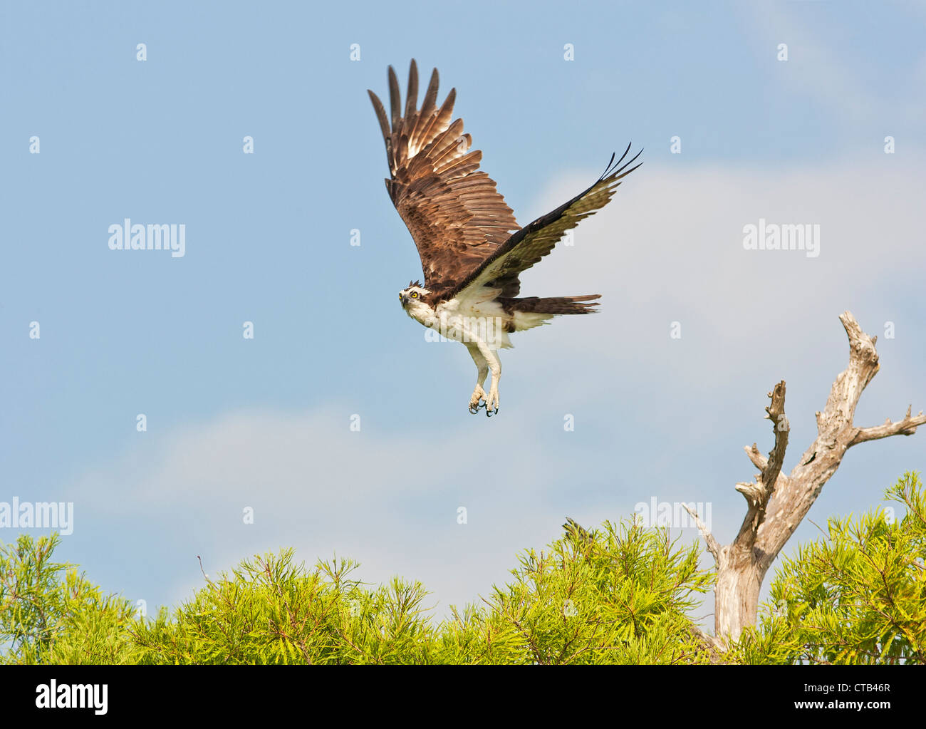 Osprey hovering while flying over Bald Cypress Trees Stock Photo - Alamy