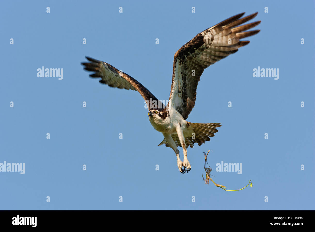 Bird talons hi-res stock photography and images - Alamy