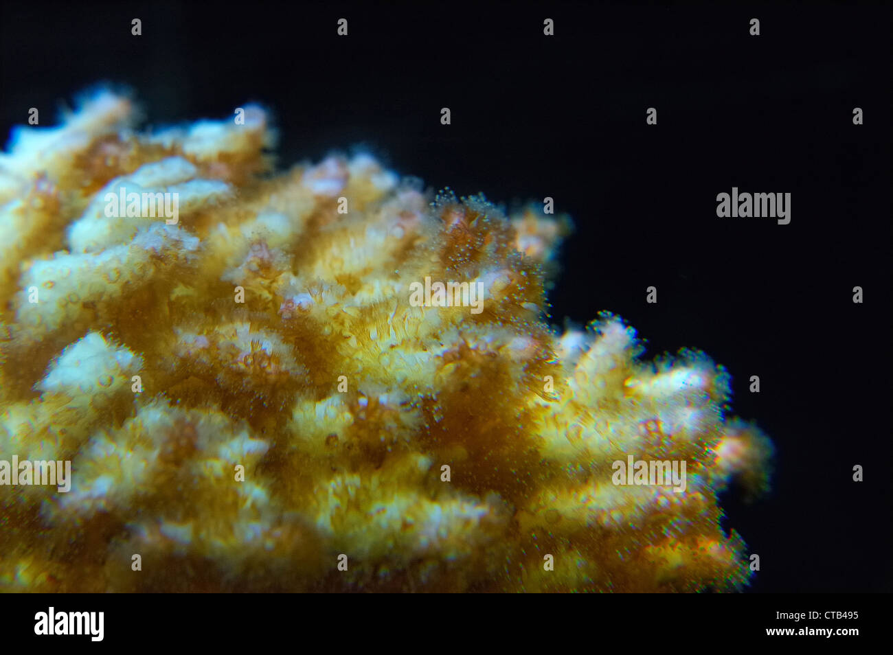 Close-up photo of coral reef Stock Photo - Alamy