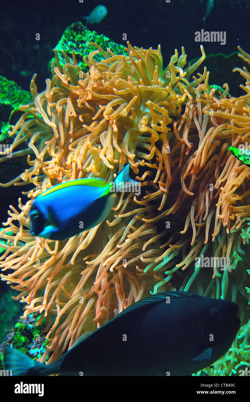 yellow anemone and tropical blue fish in aquarium Stock Photo - Alamy