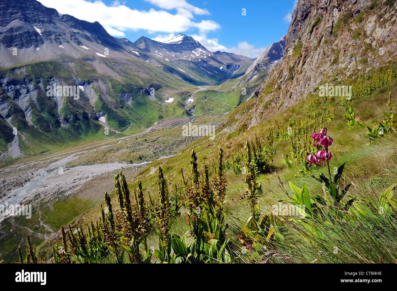 High alpine flowers hi-res stock photography and images - Alamy