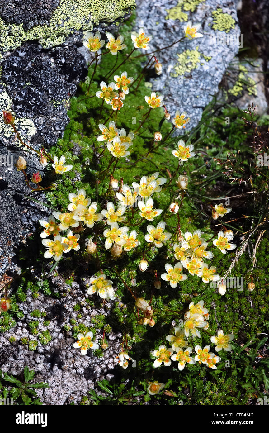 High alpine flowers hi-res stock photography and images - Alamy