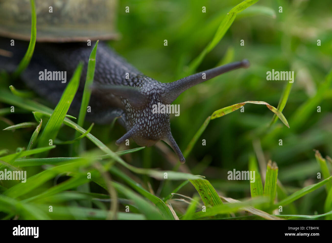 British snail in grass Stock Photo - Alamy