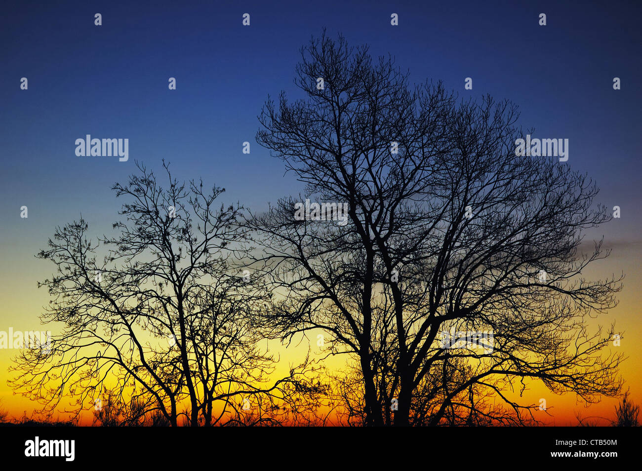 Silhouette of trees at sunrise Stock Photo - Alamy