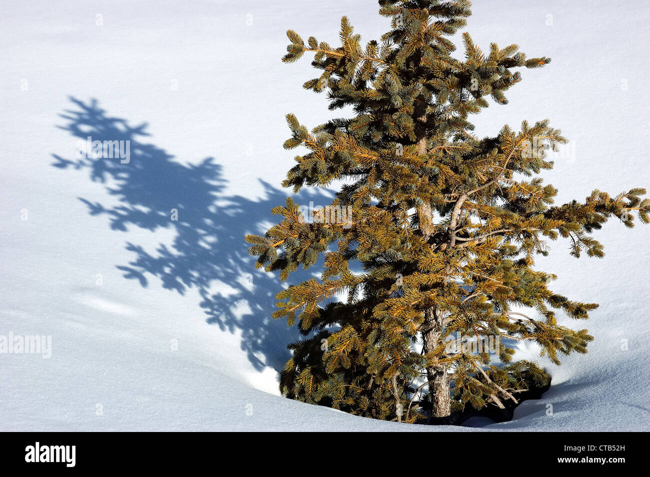 Pine tree in snowed field Stock Photo - Alamy