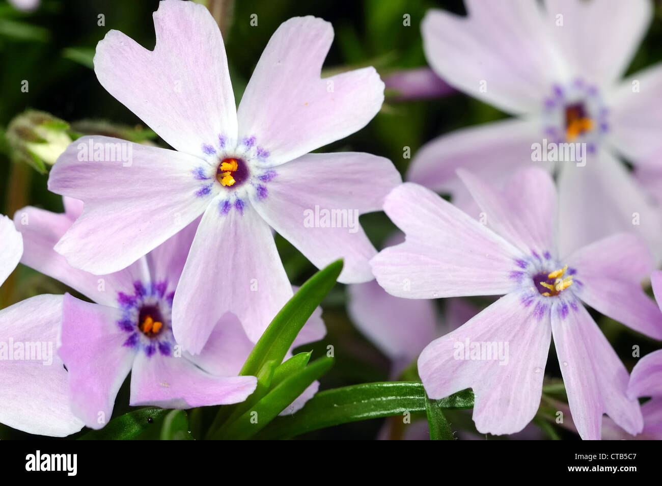 Close-up photo of small purple flowers Stock Photo - Alamy