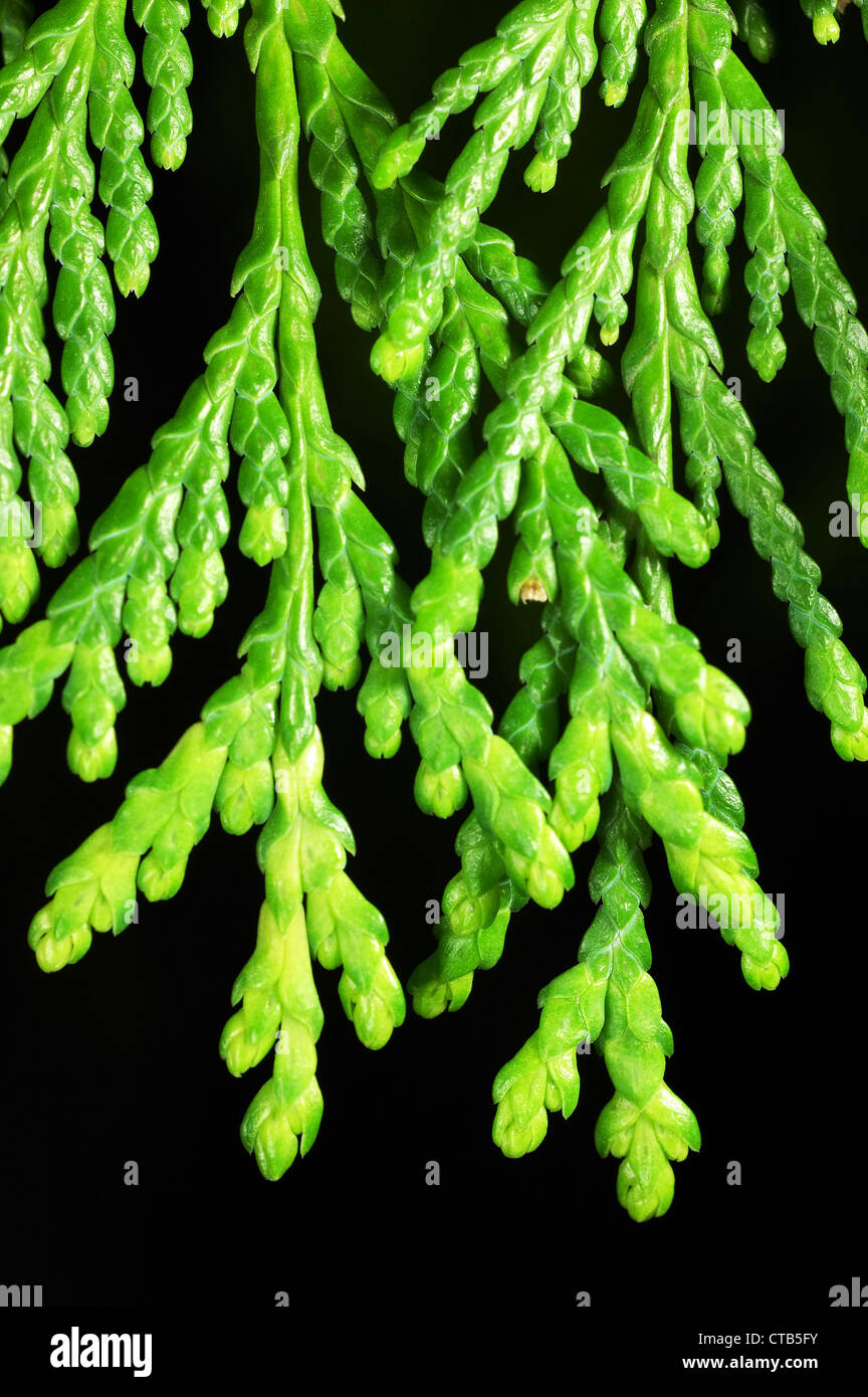 Close-up photo of green cypress leaves Stock Photo - Alamy