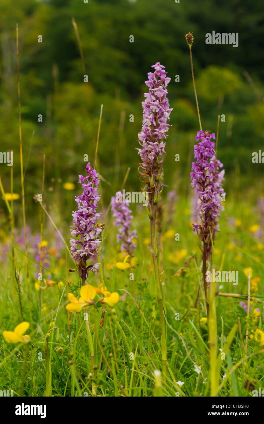 3 Wild British Orchid Stock Photo - Alamy