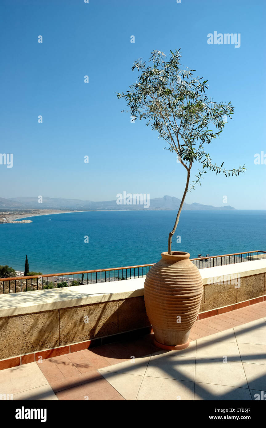 Inside of a tree hi-res stock photography and images - Alamy