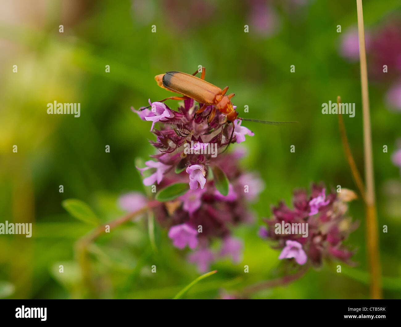 Red Soldier Beetle Stock Photo - Alamy