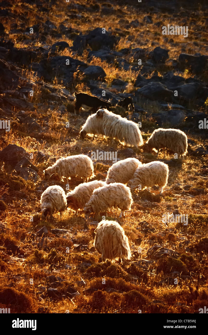 Back of sheep hi-res stock photography and images - Alamy